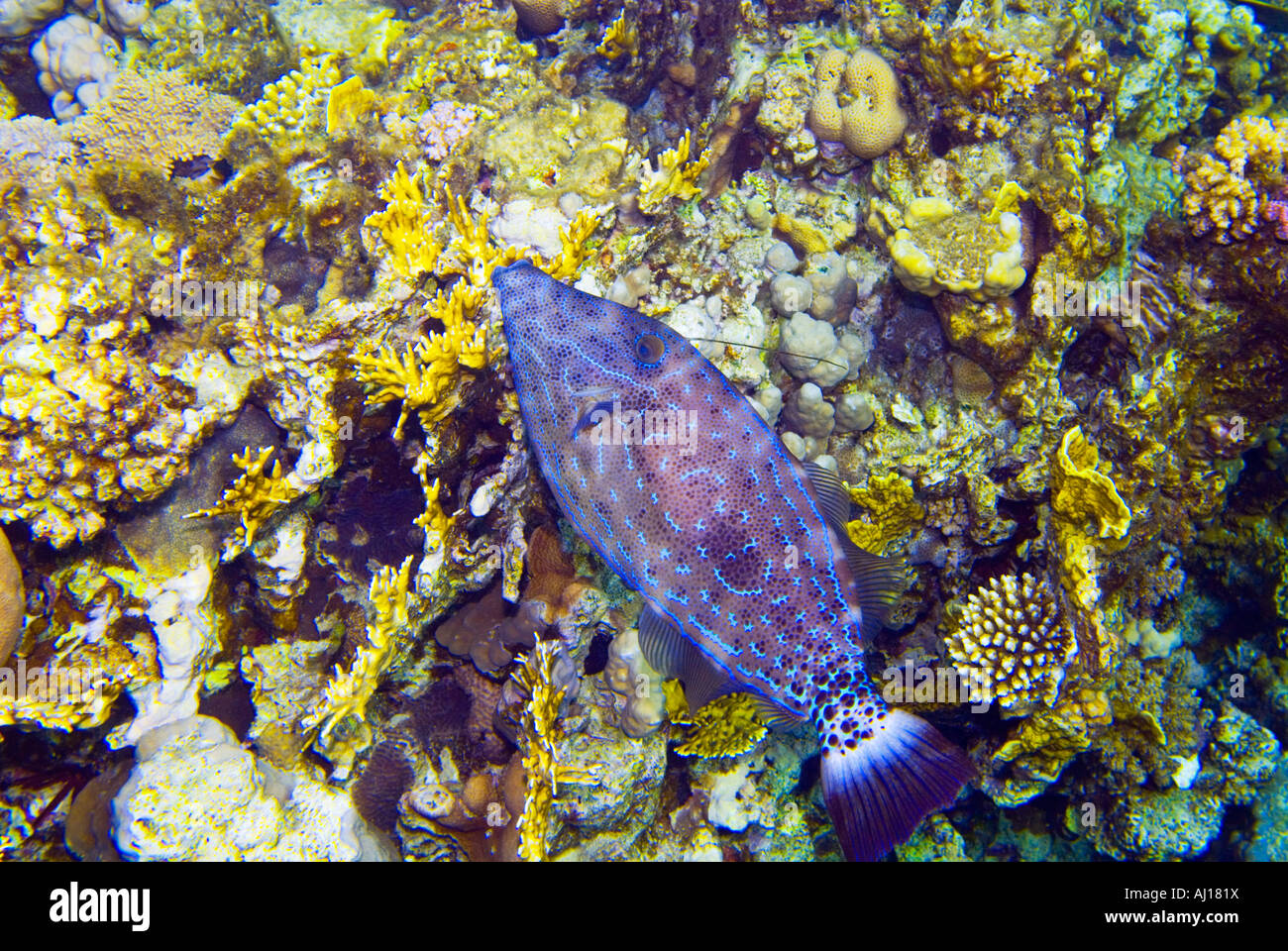 Scrawled filefish Aluteres scriptus fish Coral reef scenery RED SEA ...