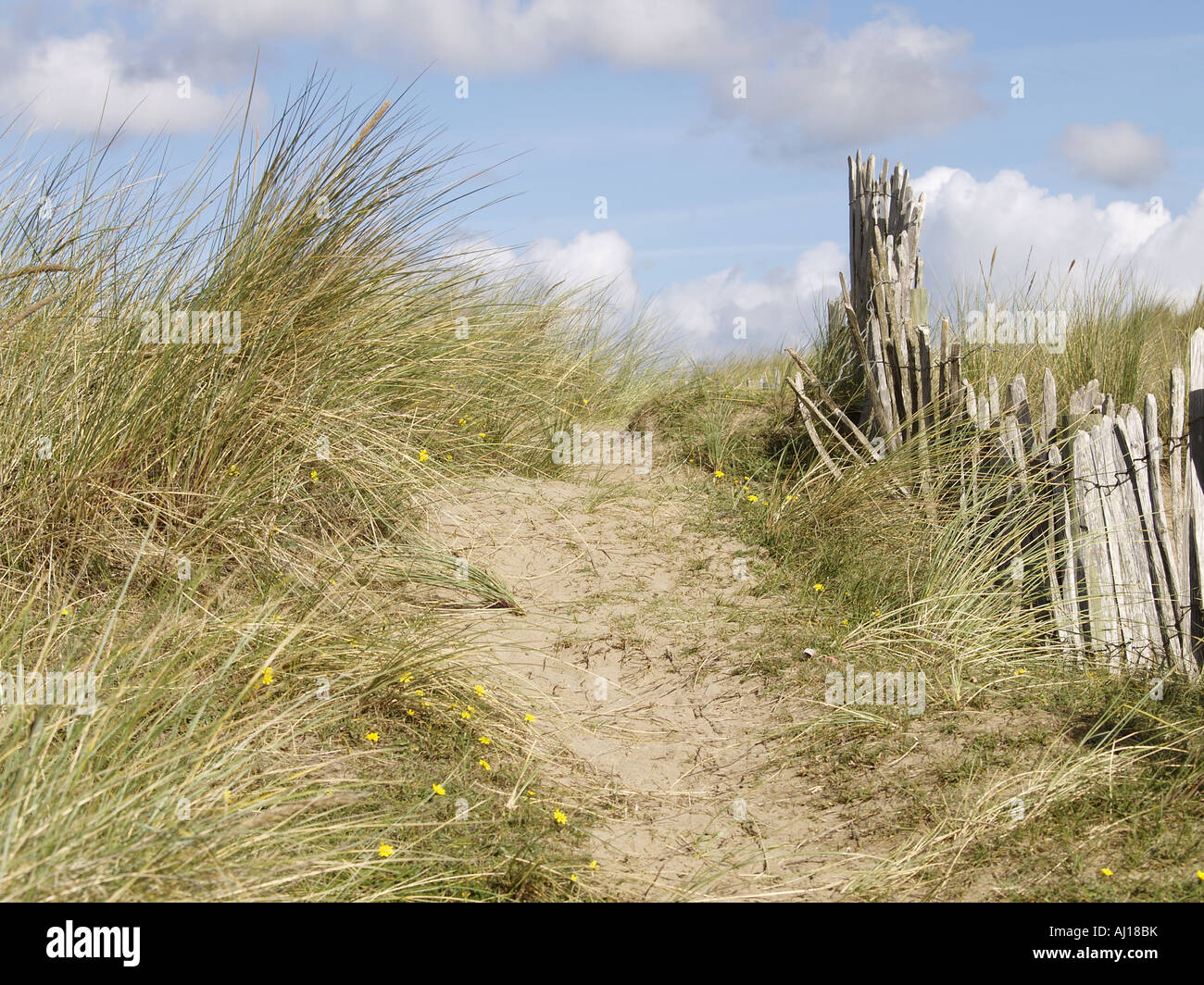 Sandy pathway running parallel to a rustic wooden fence, through wild ...