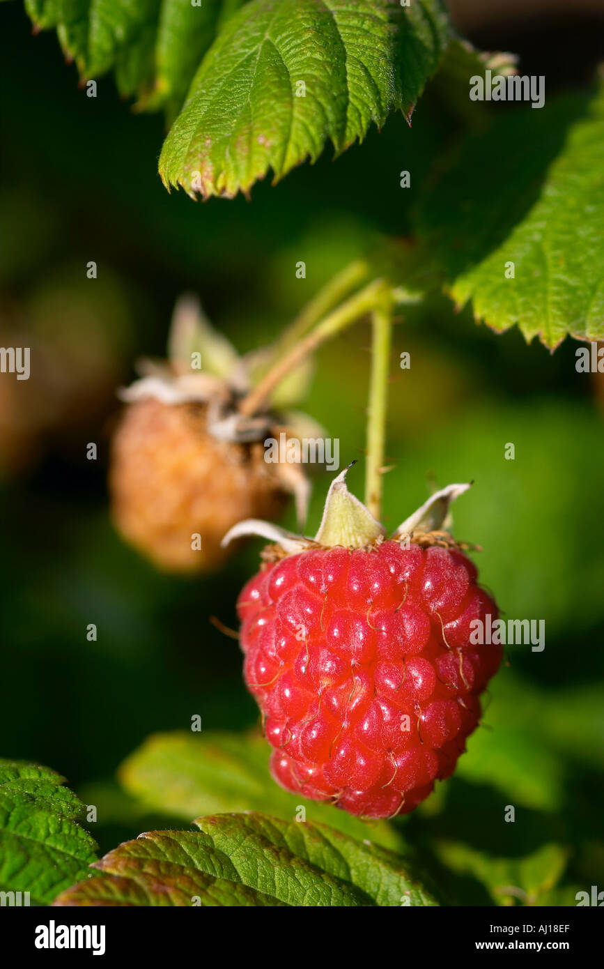 FRUIT Kenosha Wisconsin Red raspberry ripe on plant immature berry in ...