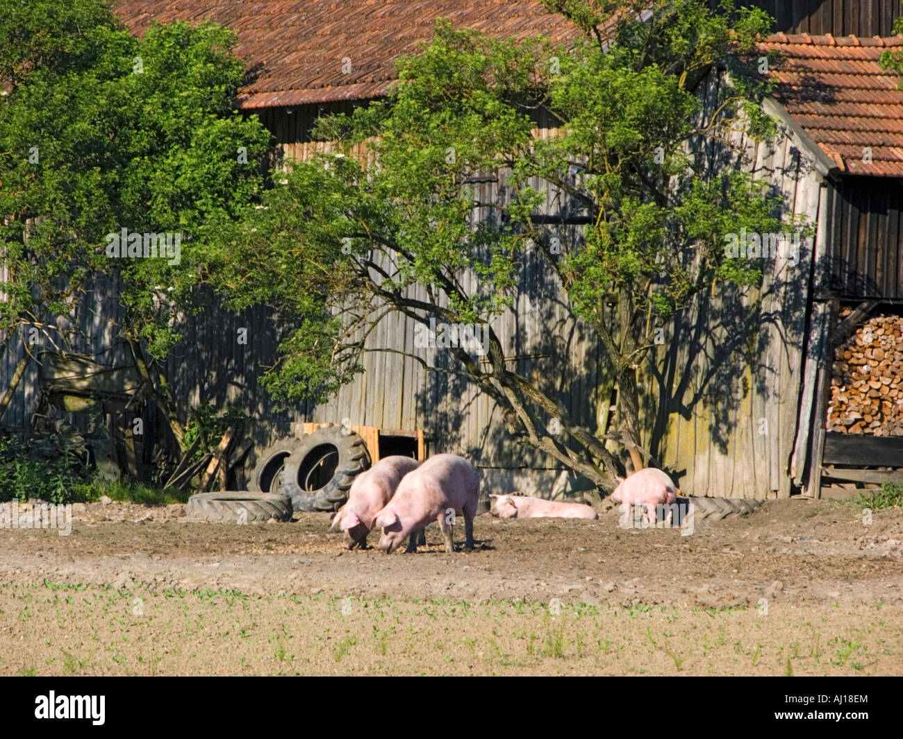 Fattening pig germany hi-res stock photography and images - Alamy