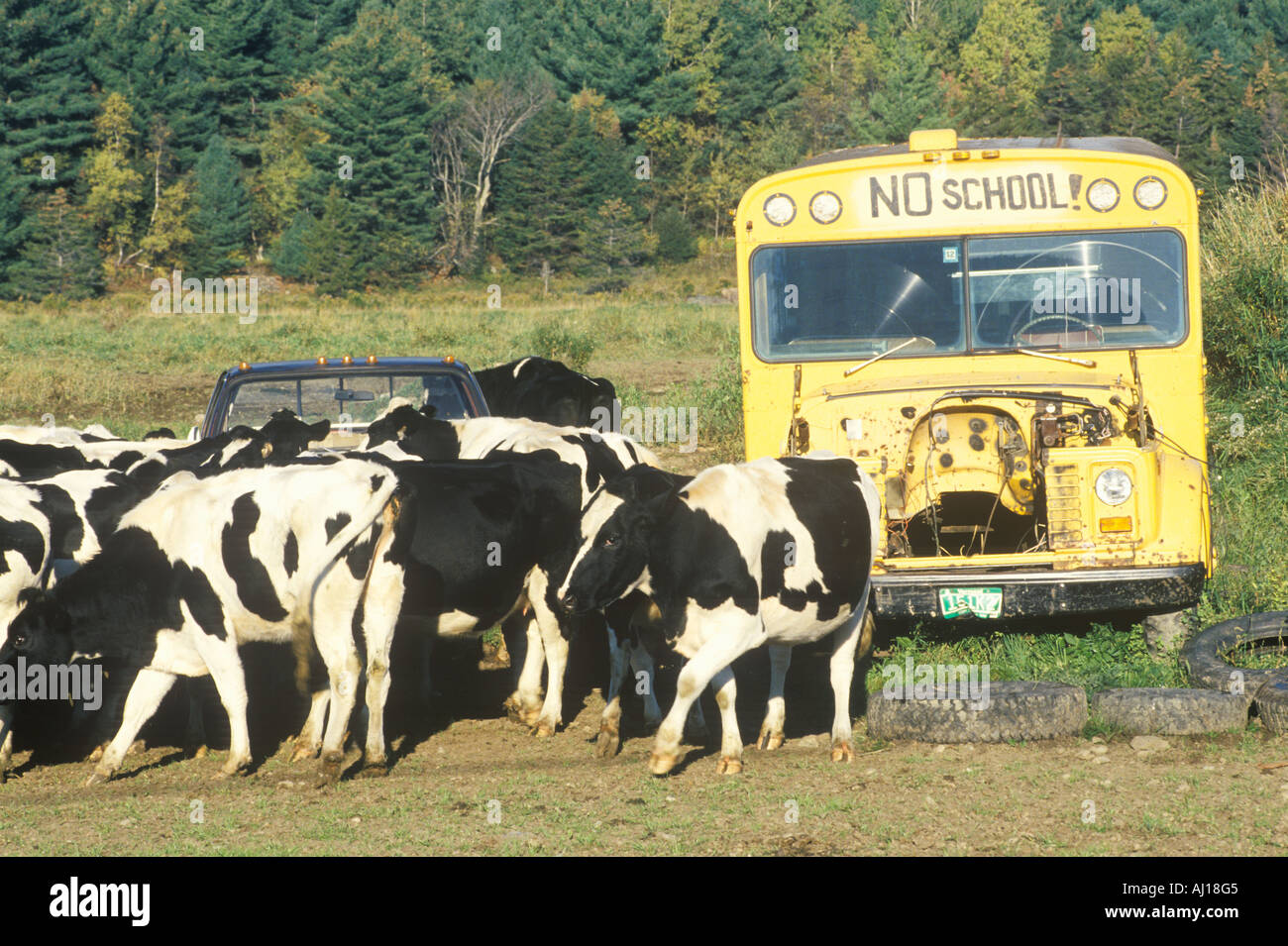 Field of cows and bus hi-res stock photography and images - Alamy