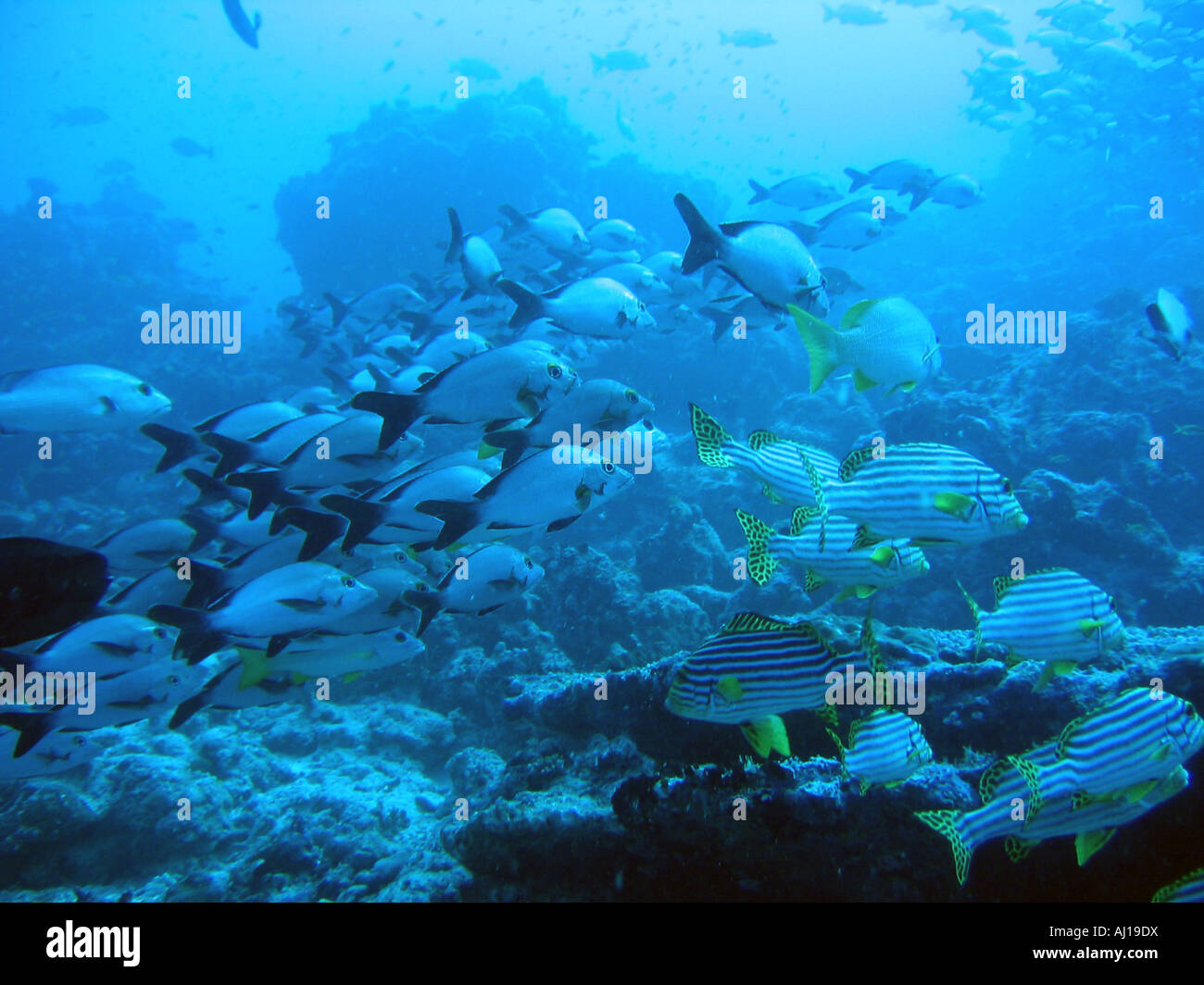 school of fish Stock Photo - Alamy