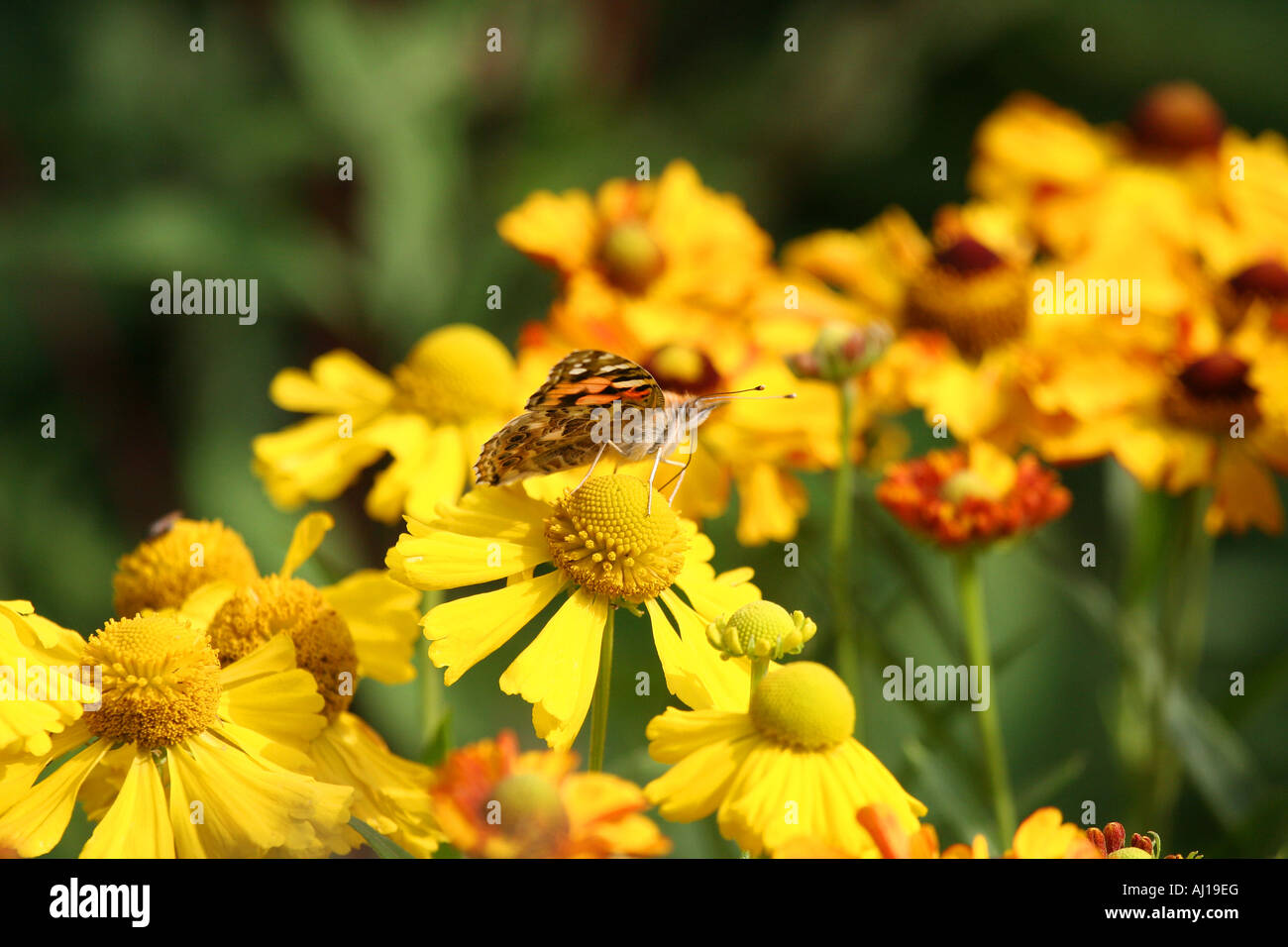 Underside of painted lady butterfly - side view Stock Photo - Alamy