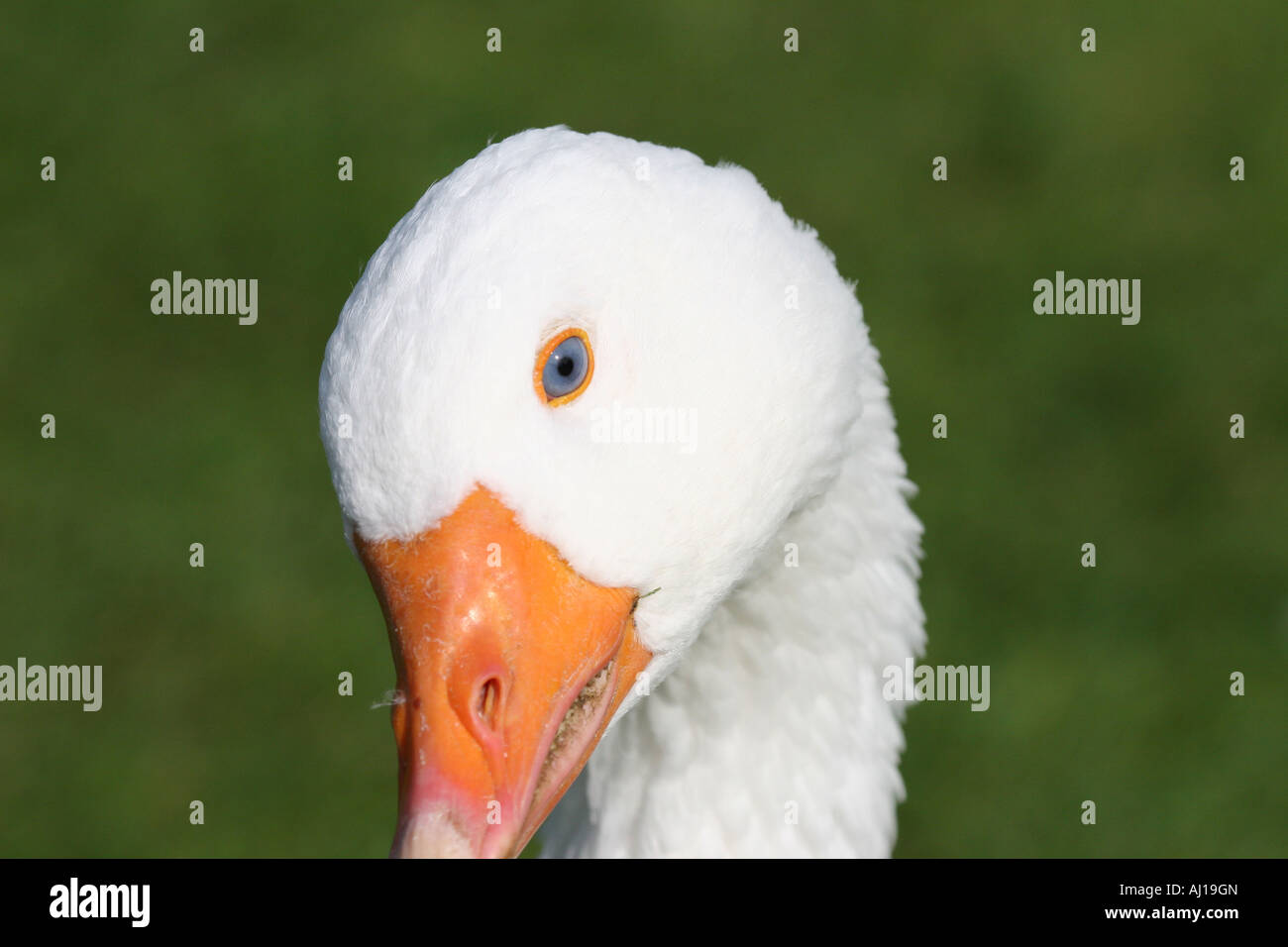 Close up of goose head inclined Stock Photo - Alamy