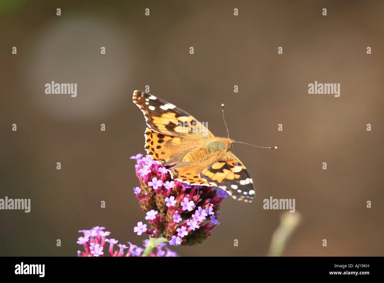Painted lady butterfly Stock Photo - Alamy