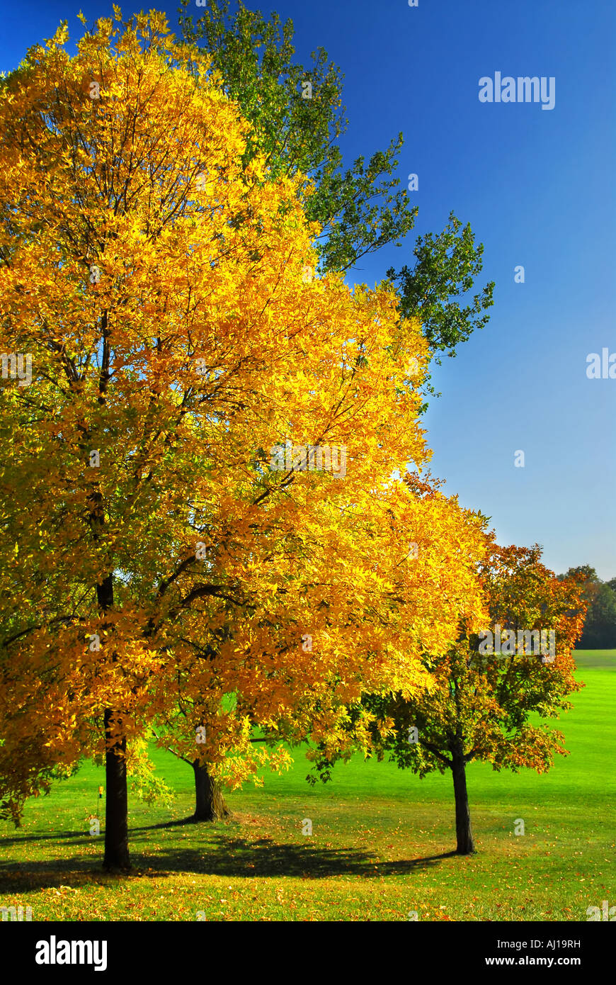 Tall ash trees hi-res stock photography and images - Alamy