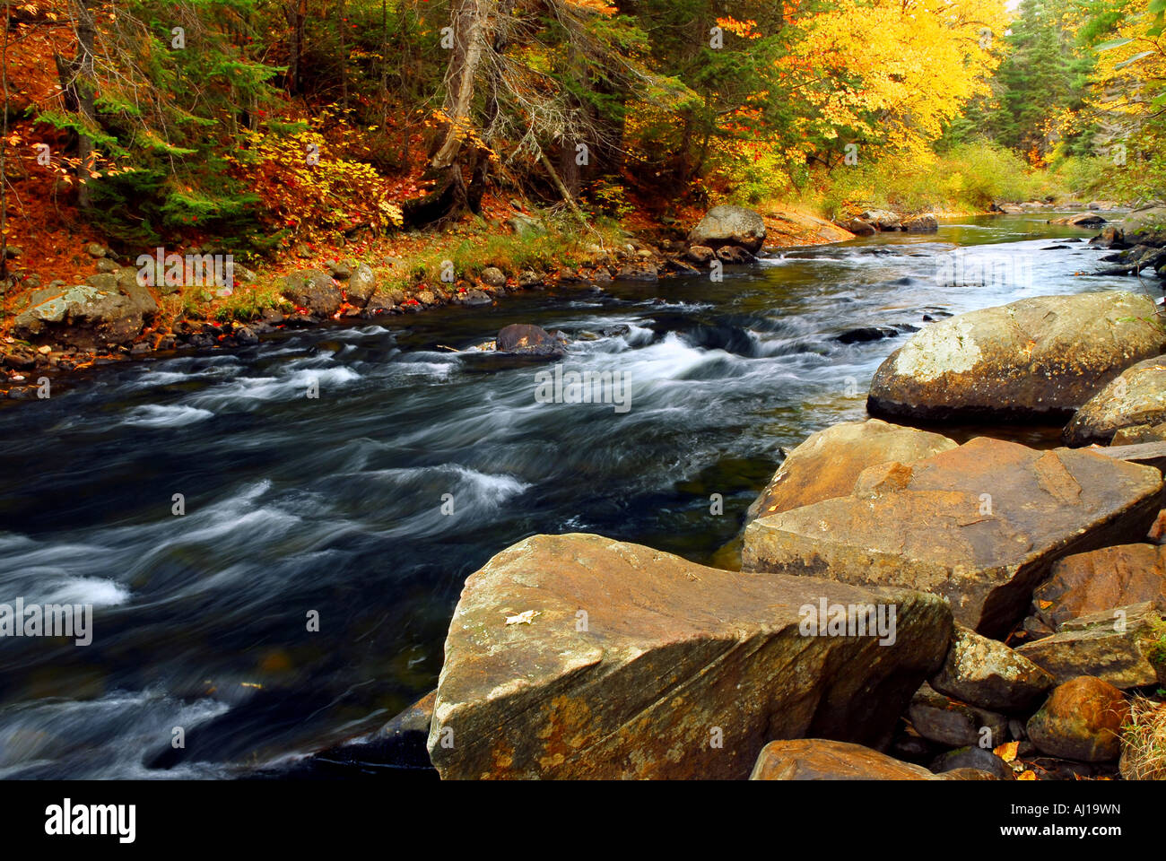 Forest river in the fall Algonquin provincial park Canada Stock Photo ...