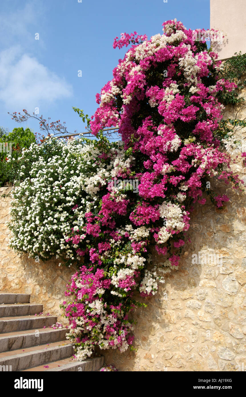 Flora And Fauna Of Mallorca High Resolution Stock Photography and ...