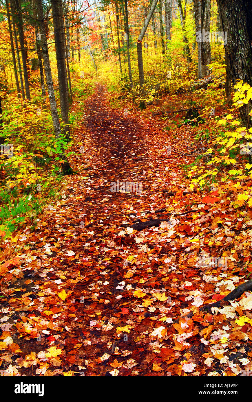 Hiking trail in fall forest covered with colorful leaves Algonquin ...