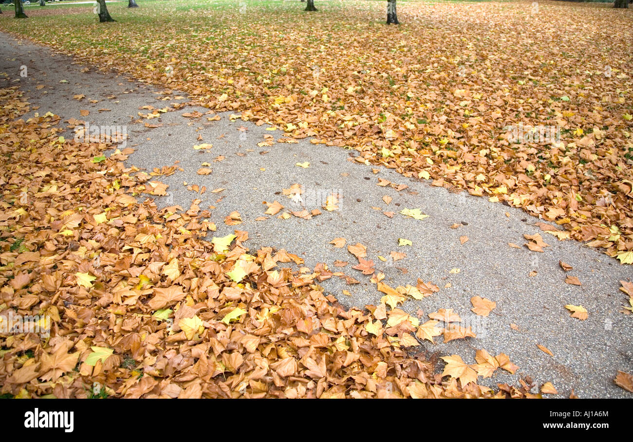 A path clearing amongst fallen leaves in a Park Stock Photo - Alamy