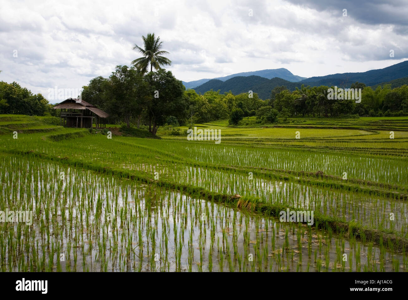 A paddy field and farm building near Luang Prabang Laos Stock Photo - Alamy