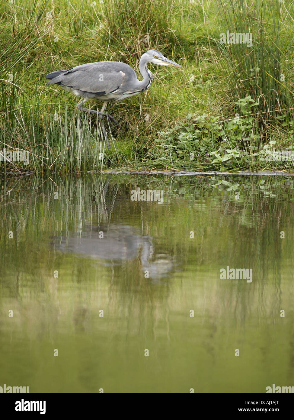 Grey heron standing on one leg hi-res stock photography and images - Alamy
