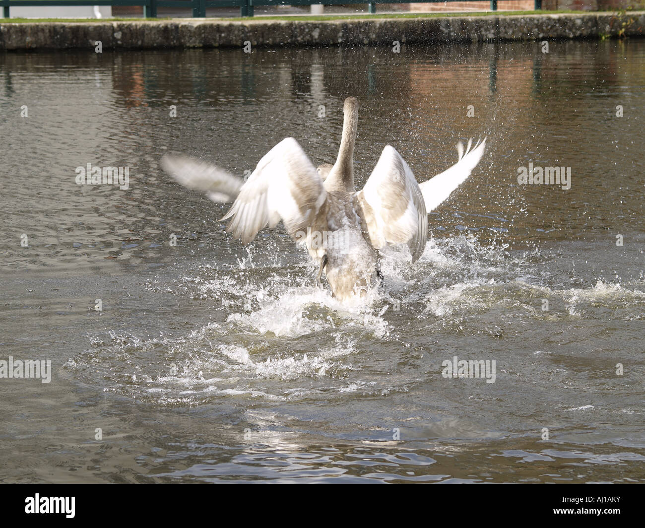 Two Juvenile mute swans playing together on the river Stock Photo - Alamy