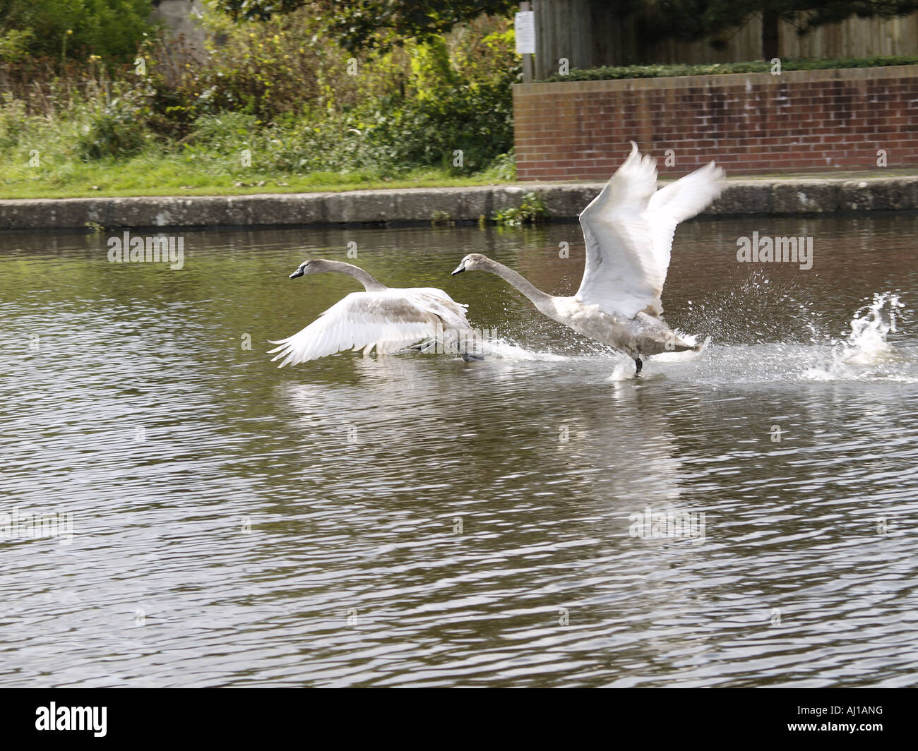 Two swans chasing hi-res stock photography and images - Alamy