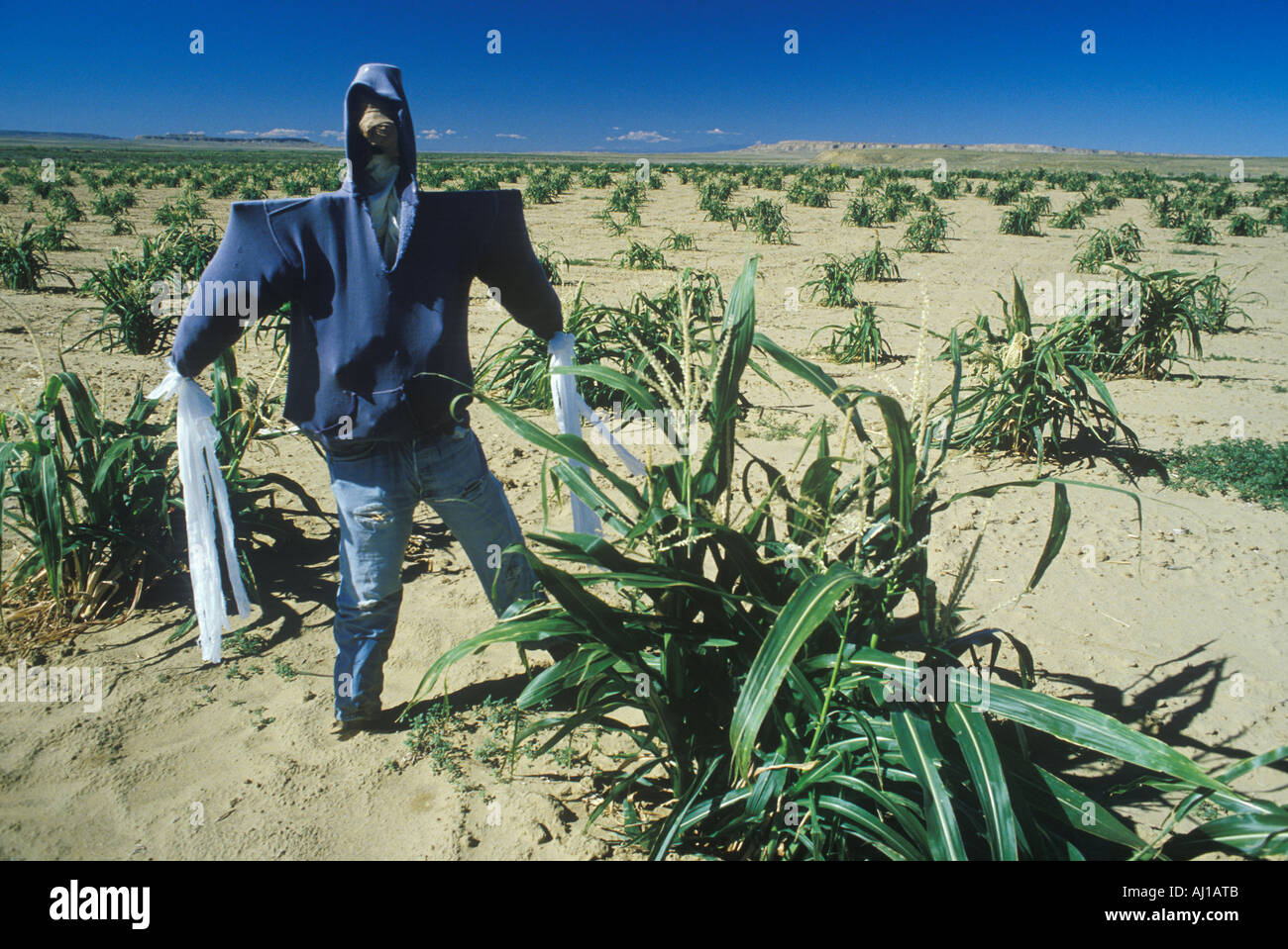 Scarecrow in Hopi Indian corn field Stock Photo - Alamy