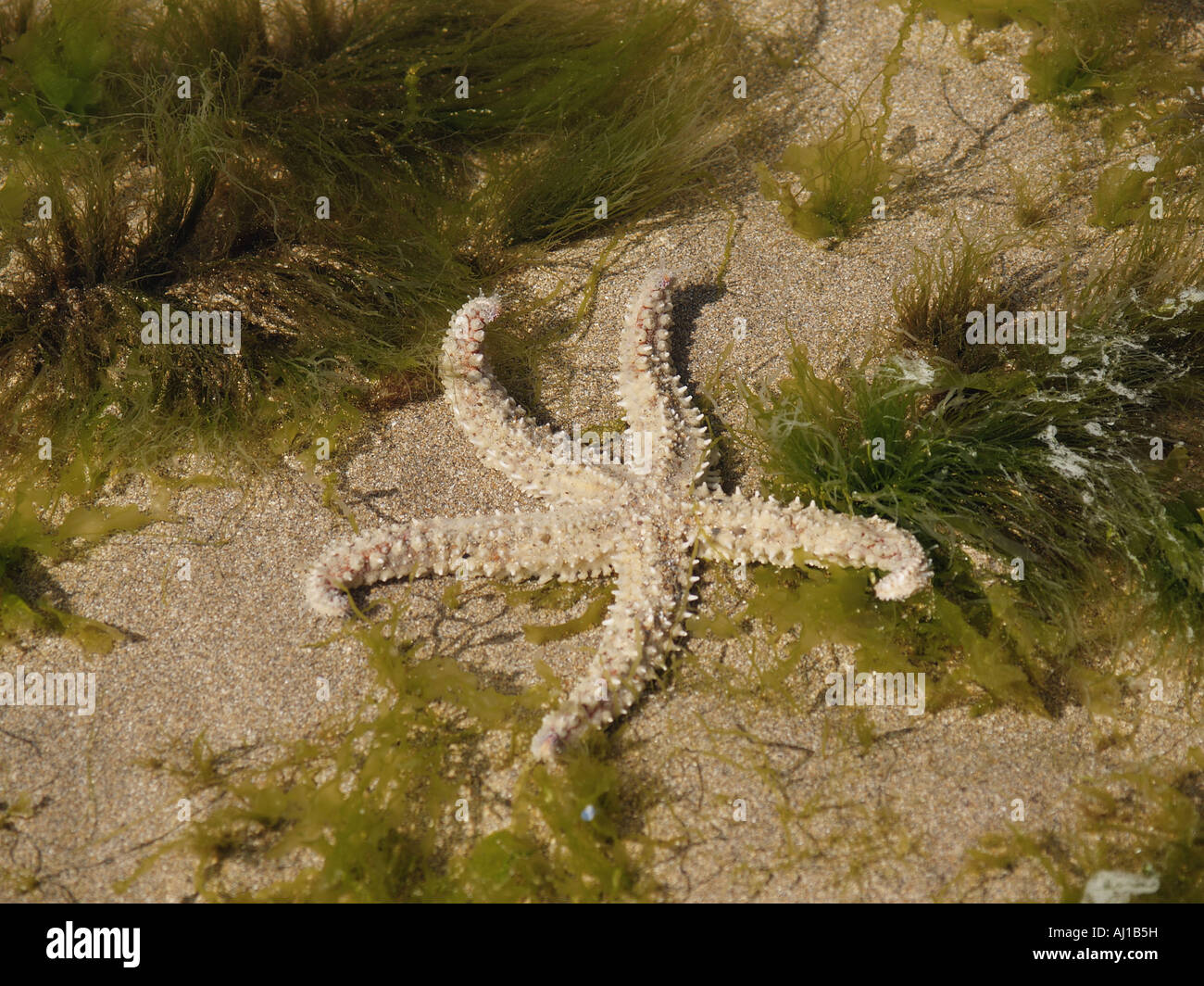 Spiny starfish marthasterias glacialis hi-res stock photography and ...