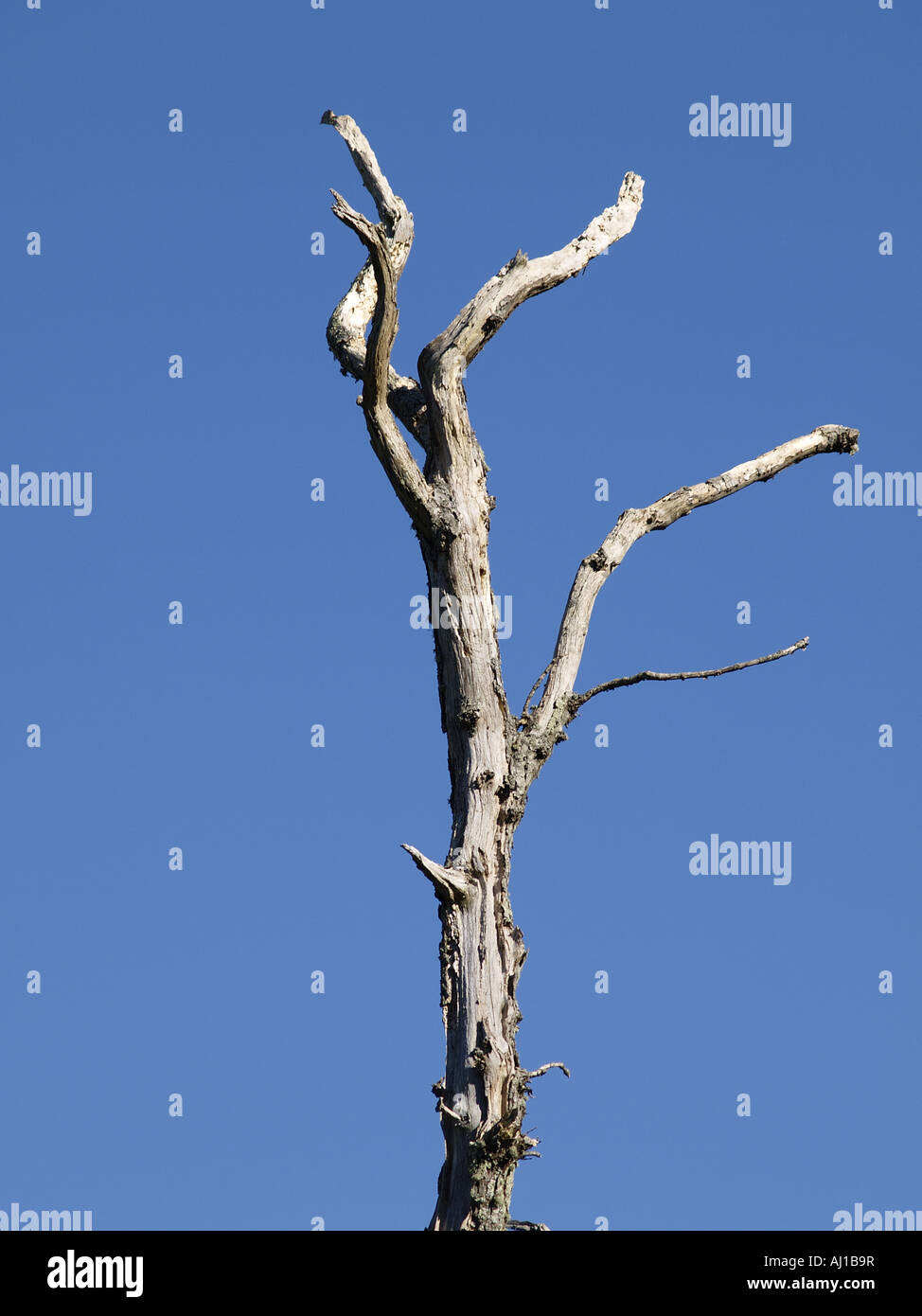 Dead branch backed by a clear blue sky Stock Photo - Alamy