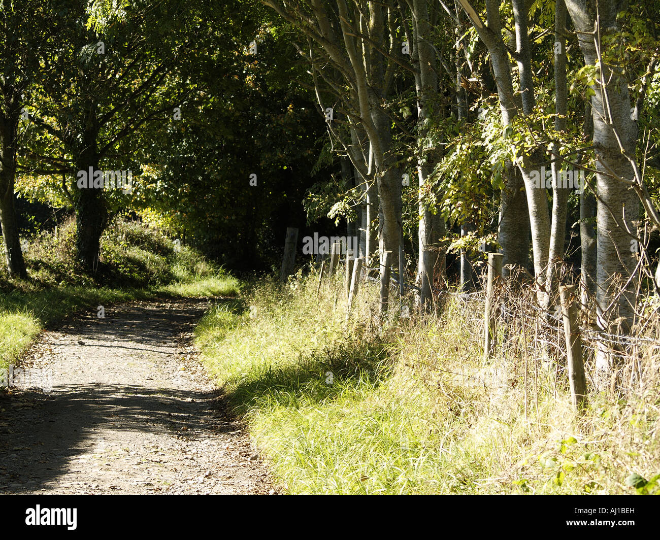Tree lined gravel footpath in the countryside Stock Photo - Alamy