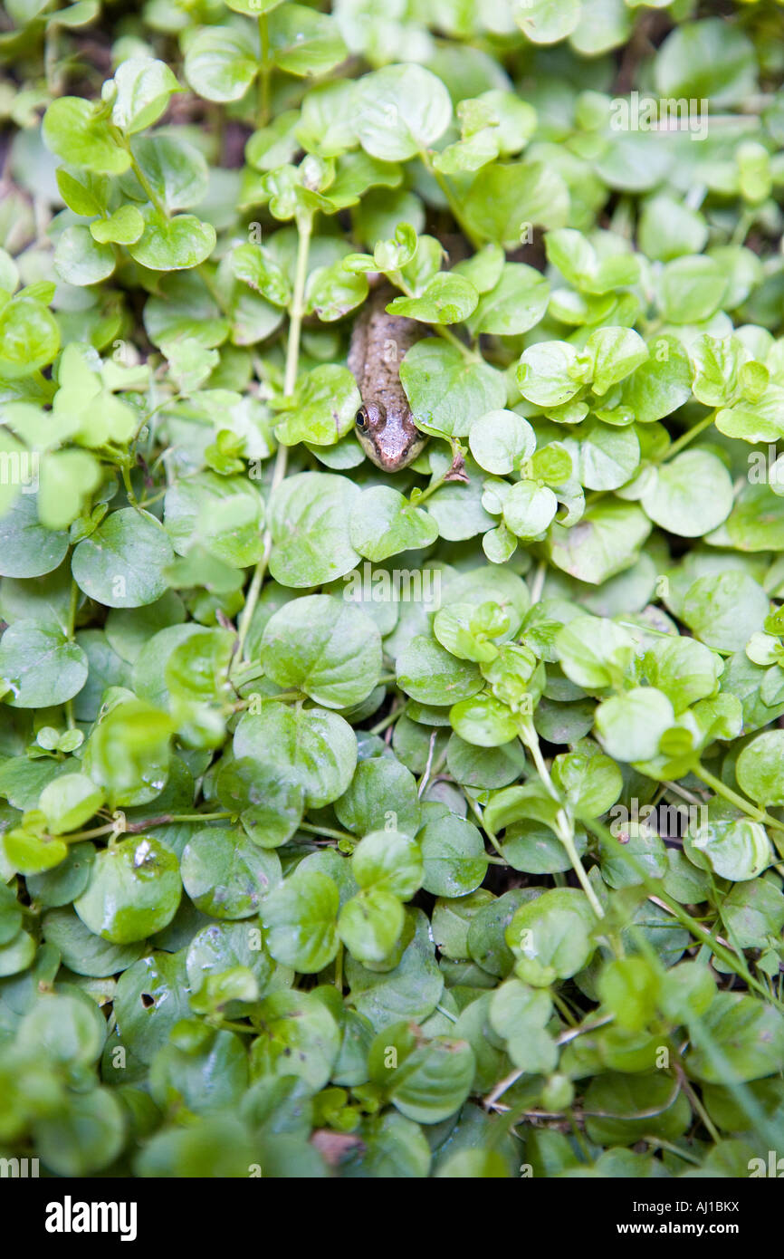 Frog in Clover Stock Photo - Alamy