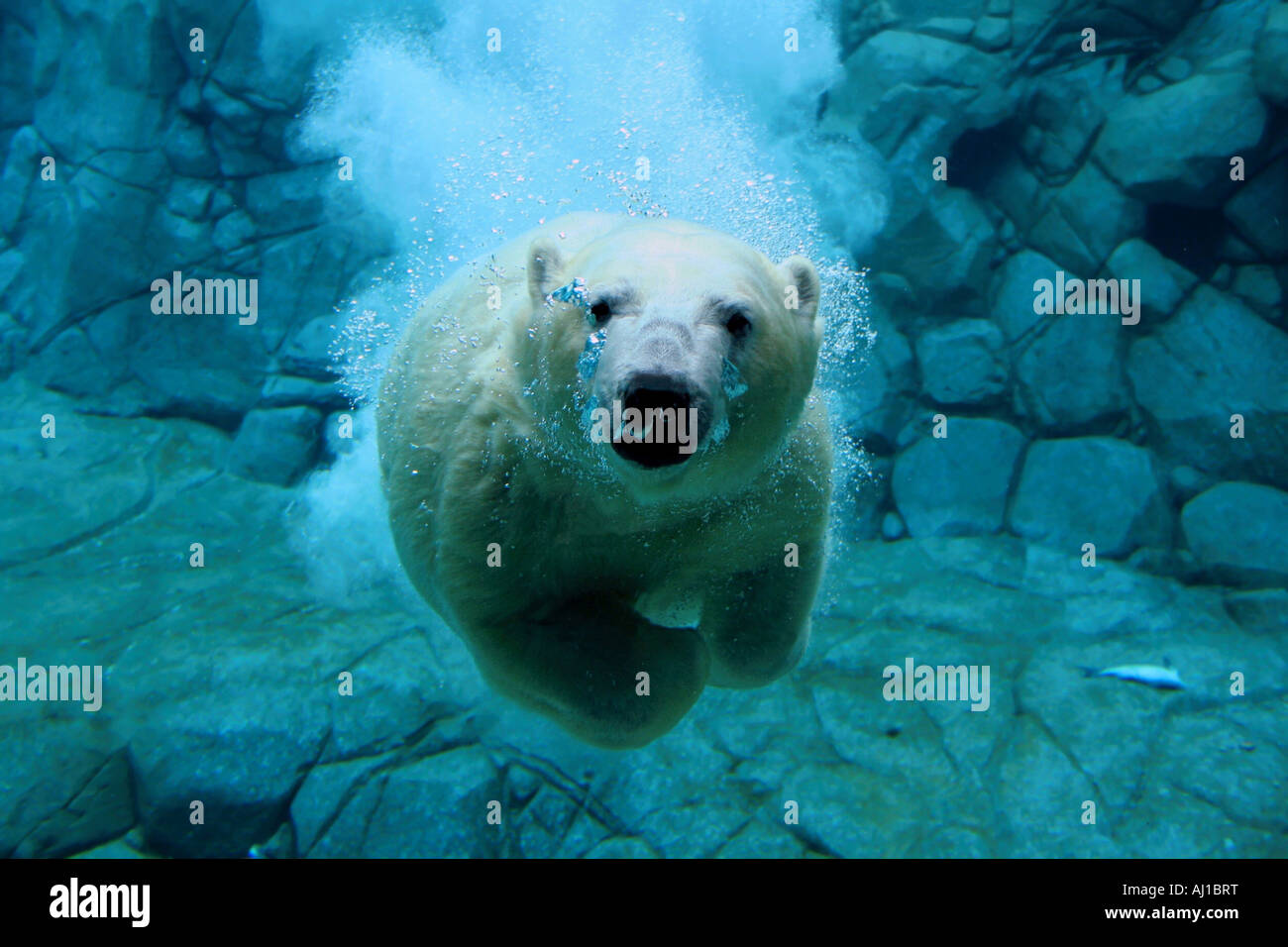 Polar Bear diving underwater Stock Photo - Alamy