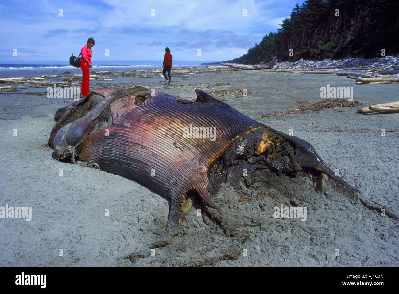 A Dead Beached Whale at McIntyre Bay on Graham Island in Haida Gwaii ...