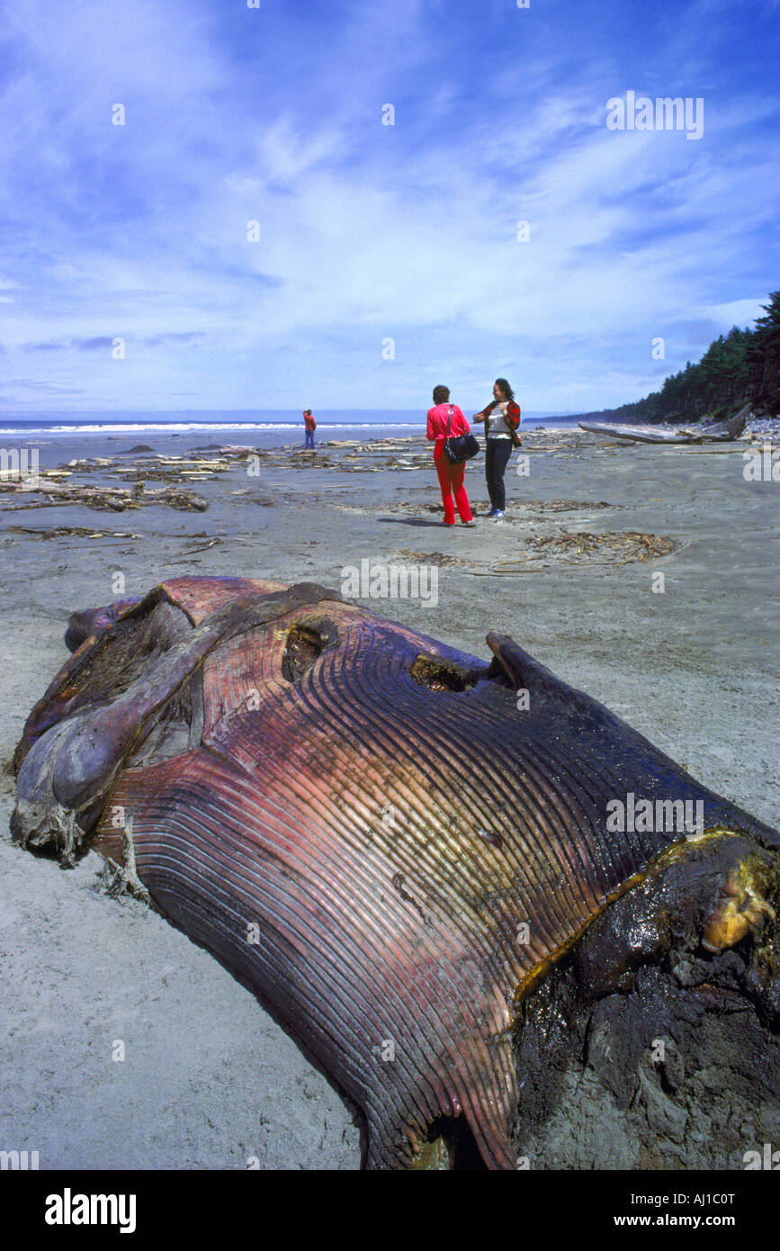 A Dead Beached Whale at McIntyre Bay on Graham Island in Haida Gwaii ...