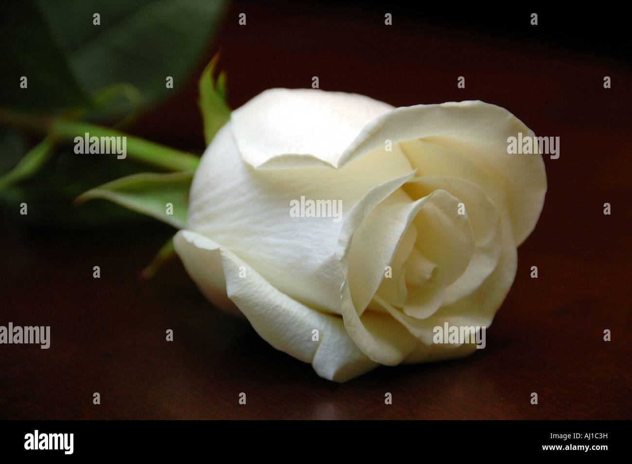 White rose on table Stock Photo - Alamy