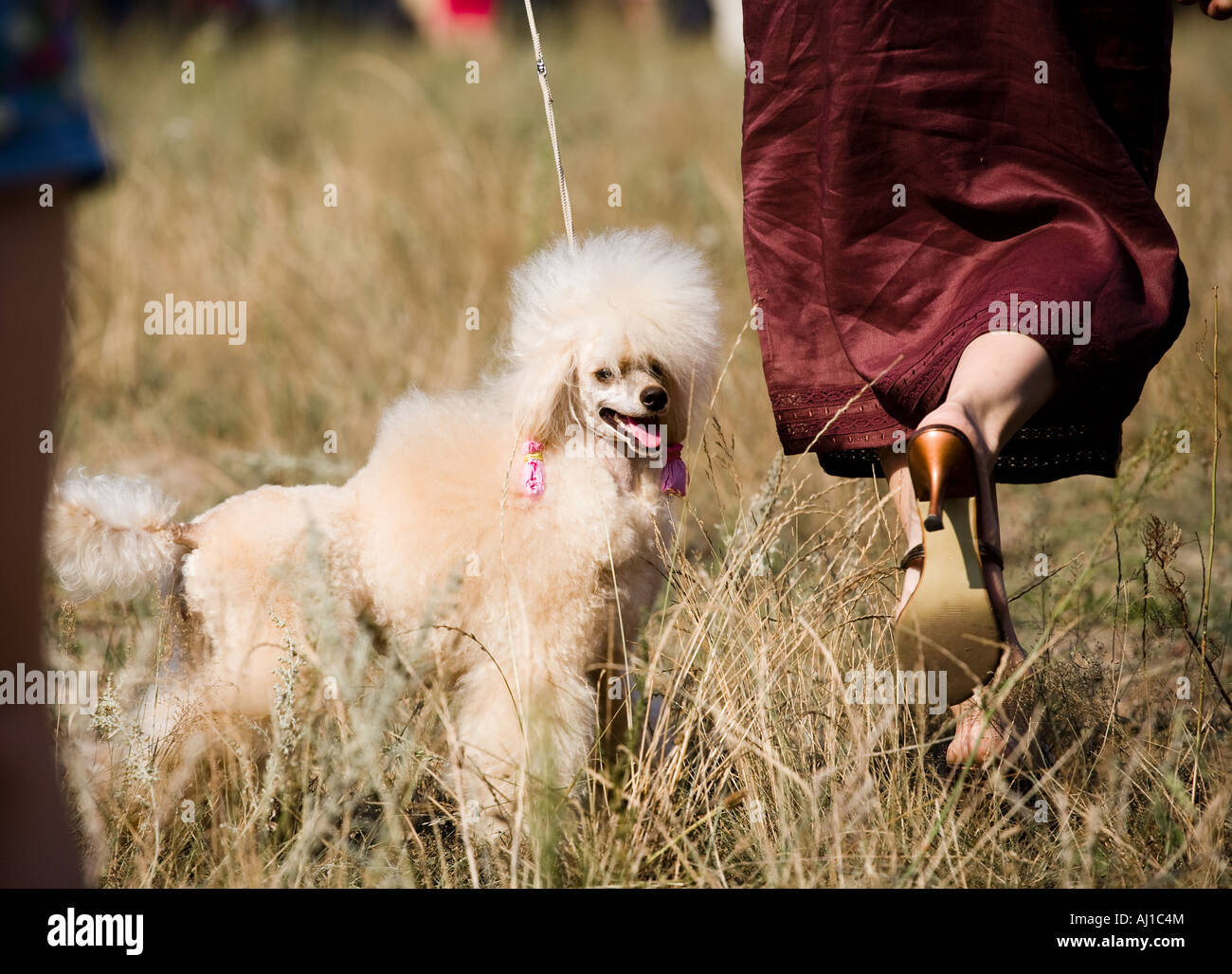 Lady with a poodle Stock Photo - Alamy