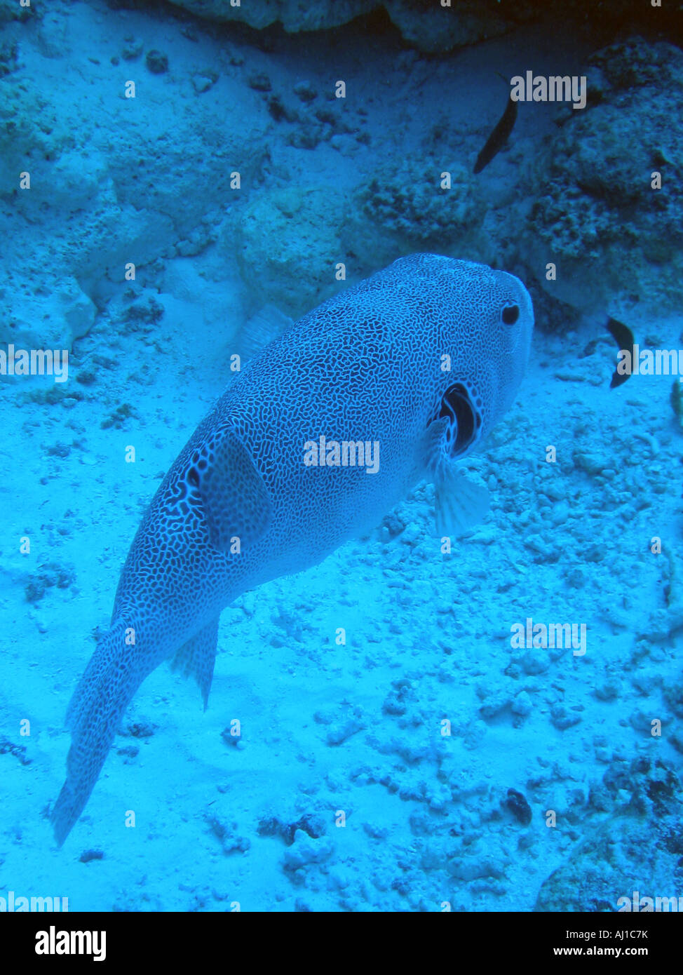 Male puffer fish hi-res stock photography and images - Alamy