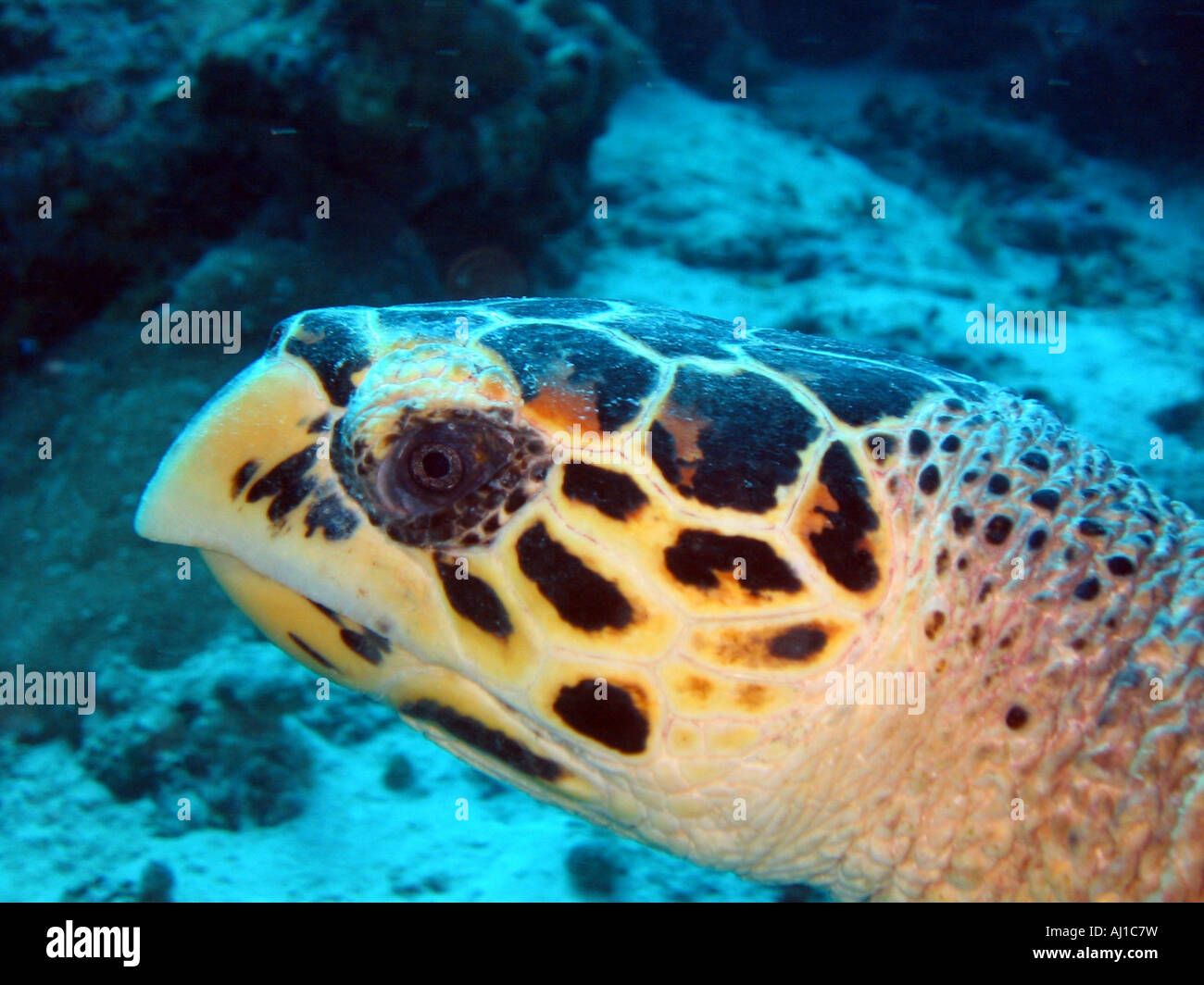 head of a turtle Stock Photo - Alamy