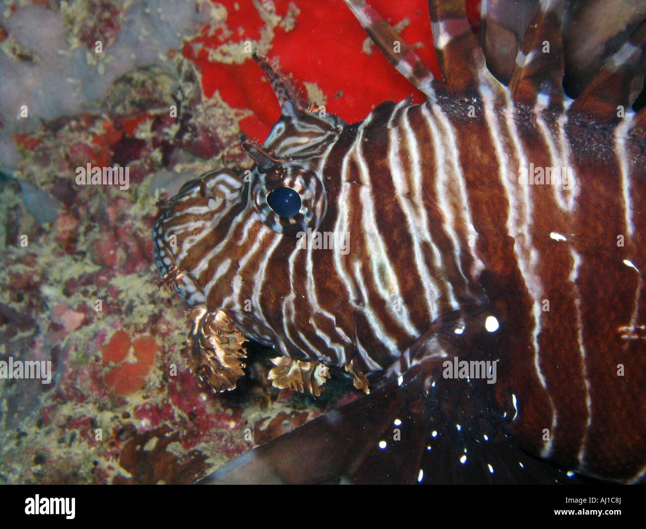 Lionfish north male atoll hi-res stock photography and images - Alamy