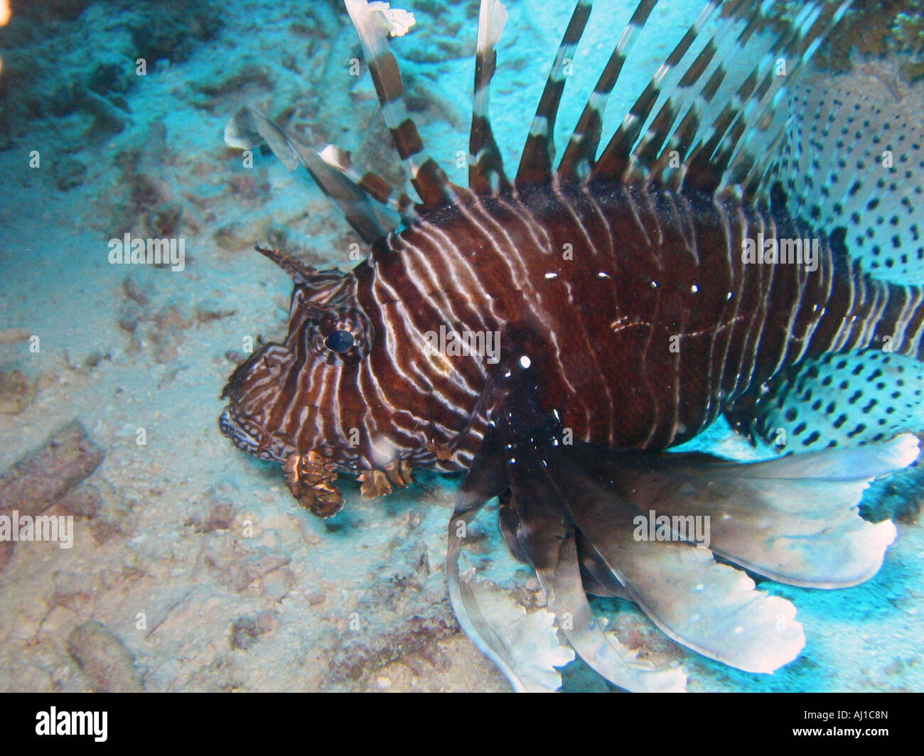 Lionfish north male atoll hi-res stock photography and images - Alamy