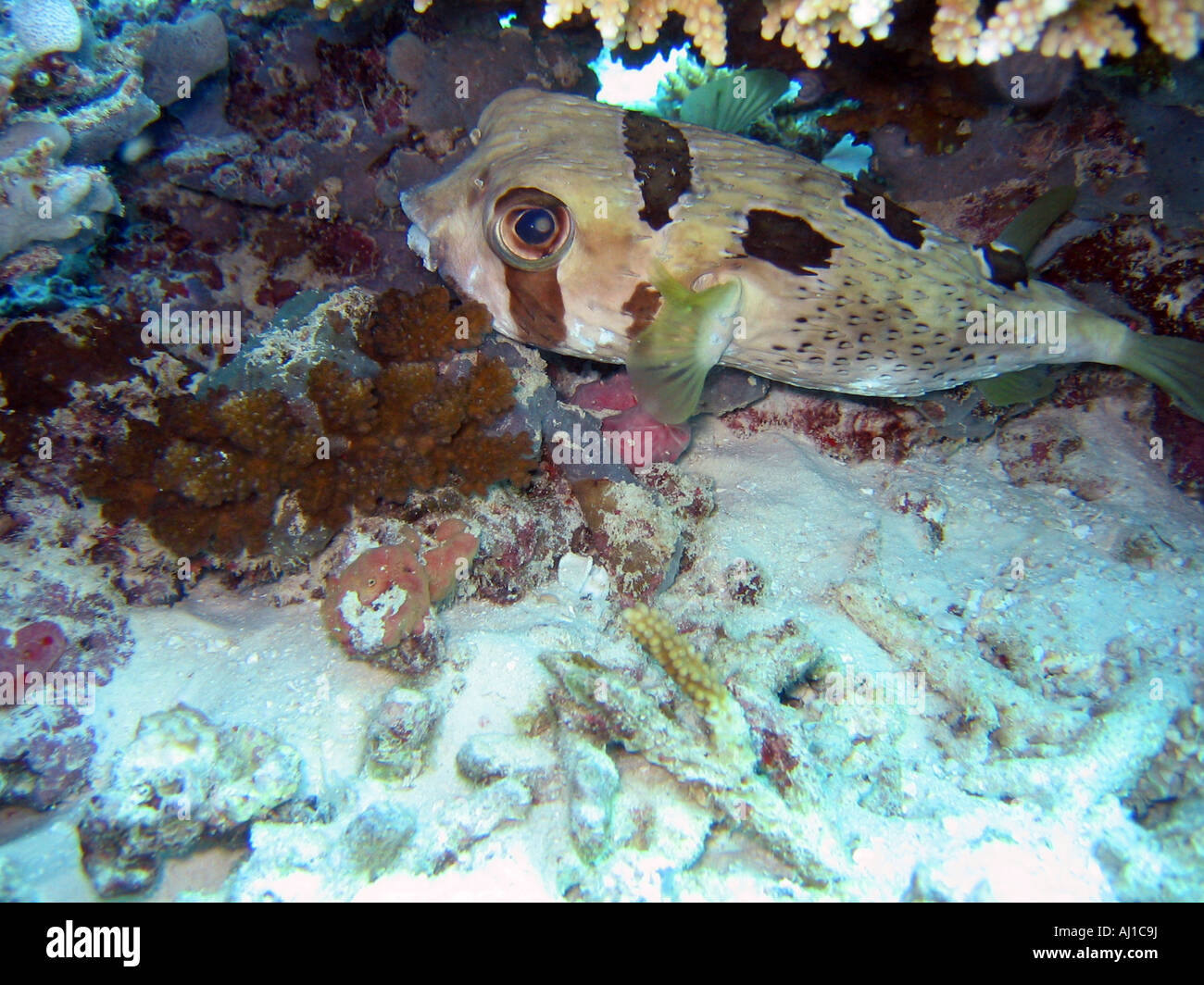 Porcupine fish hi-res stock photography and images - Alamy