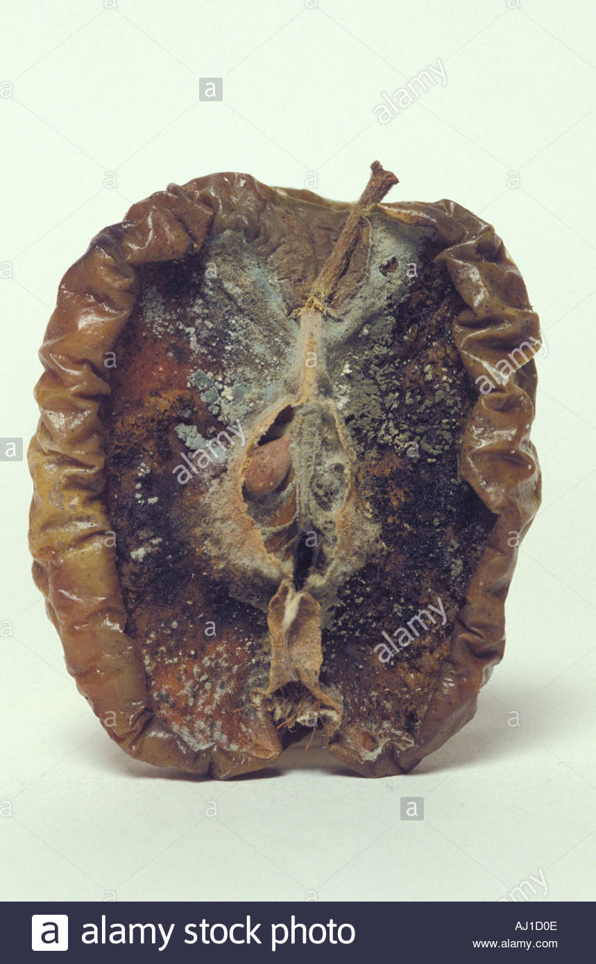 Apple Core Rot at Gemma Nock blog