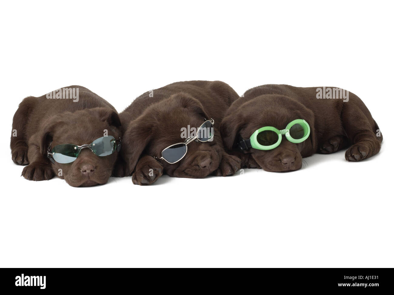 Cute sleeping dog Cut Out Stock Images & Pictures - Alamy