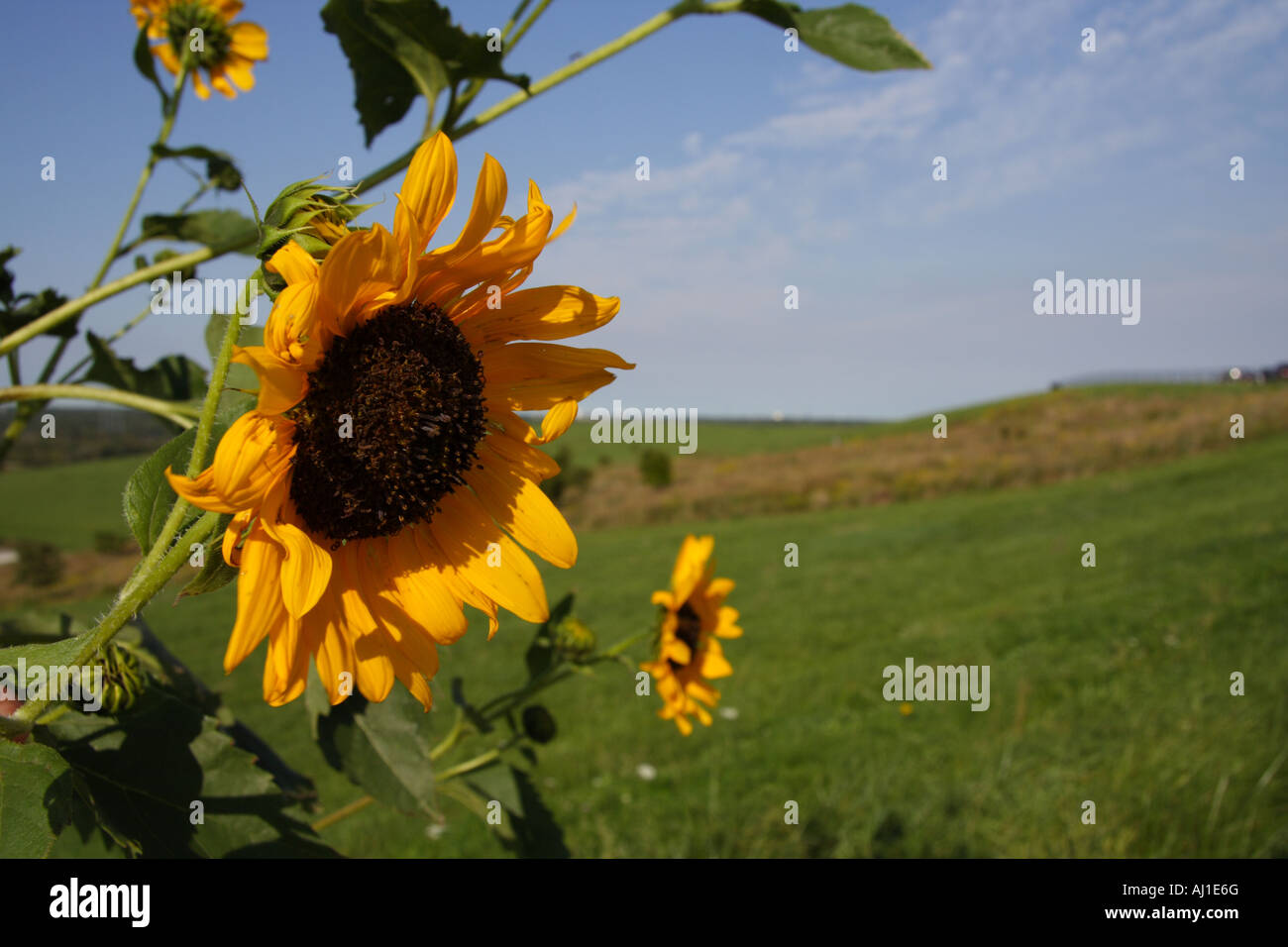 Digital sunflower hi-res stock photography and images - Alamy