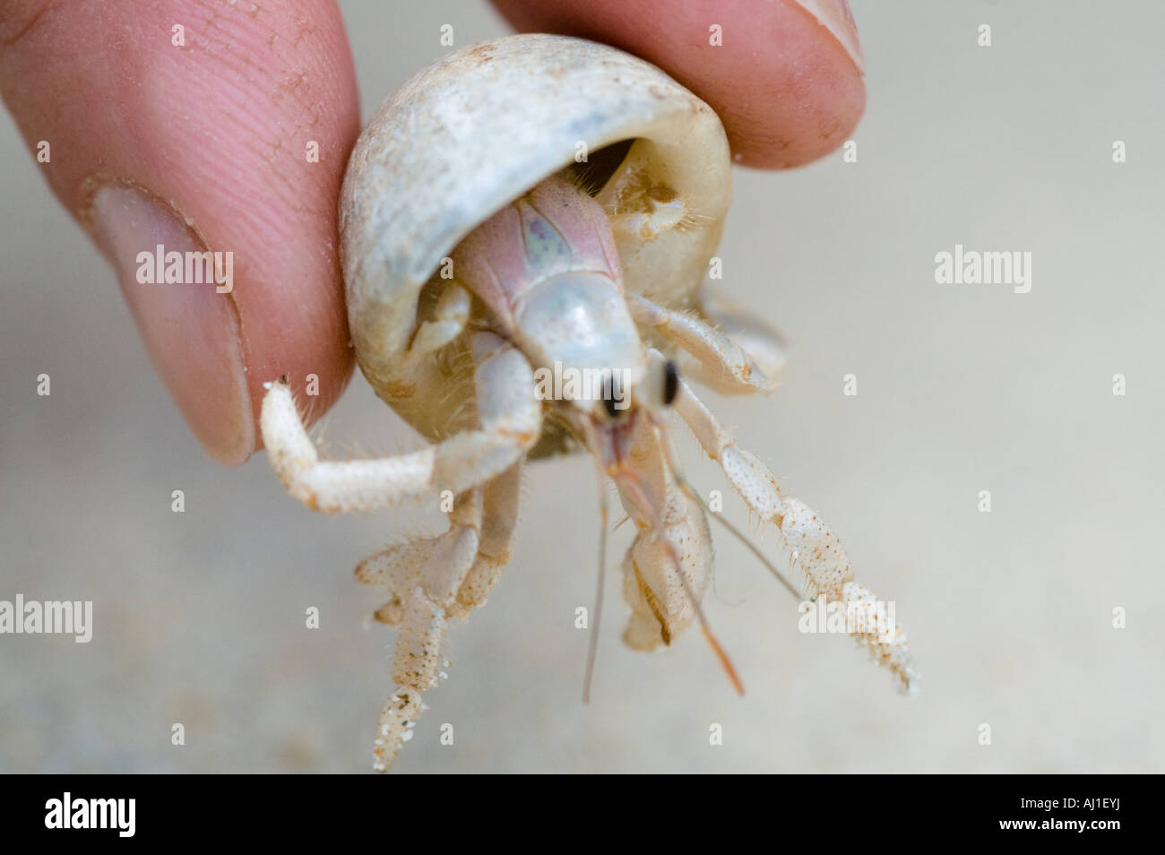 Small hermit Crab Stock Photo - Alamy