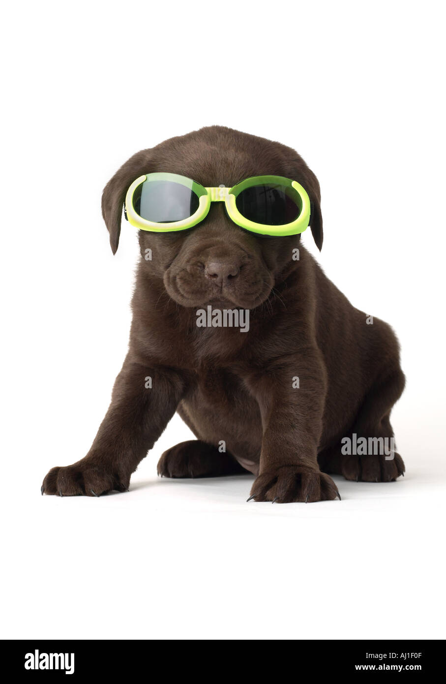 Chocolate Lab Puppy with Glasses Stock Photo - Alamy