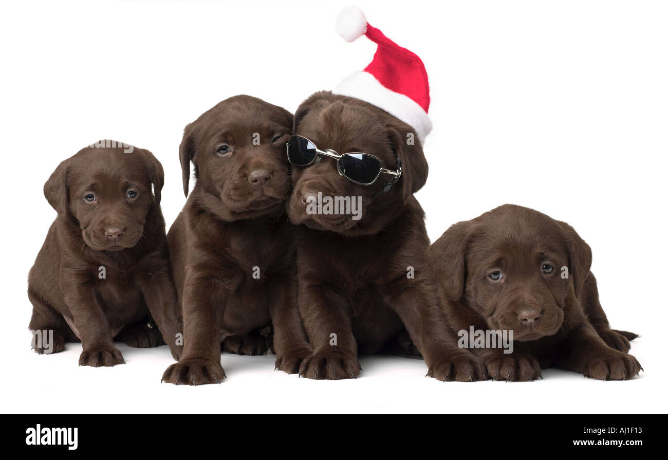 Christmas Chocolate Lab Puppies