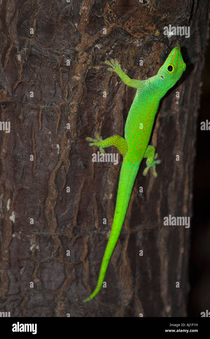 Seychelles green gecko Stock Photo - Alamy