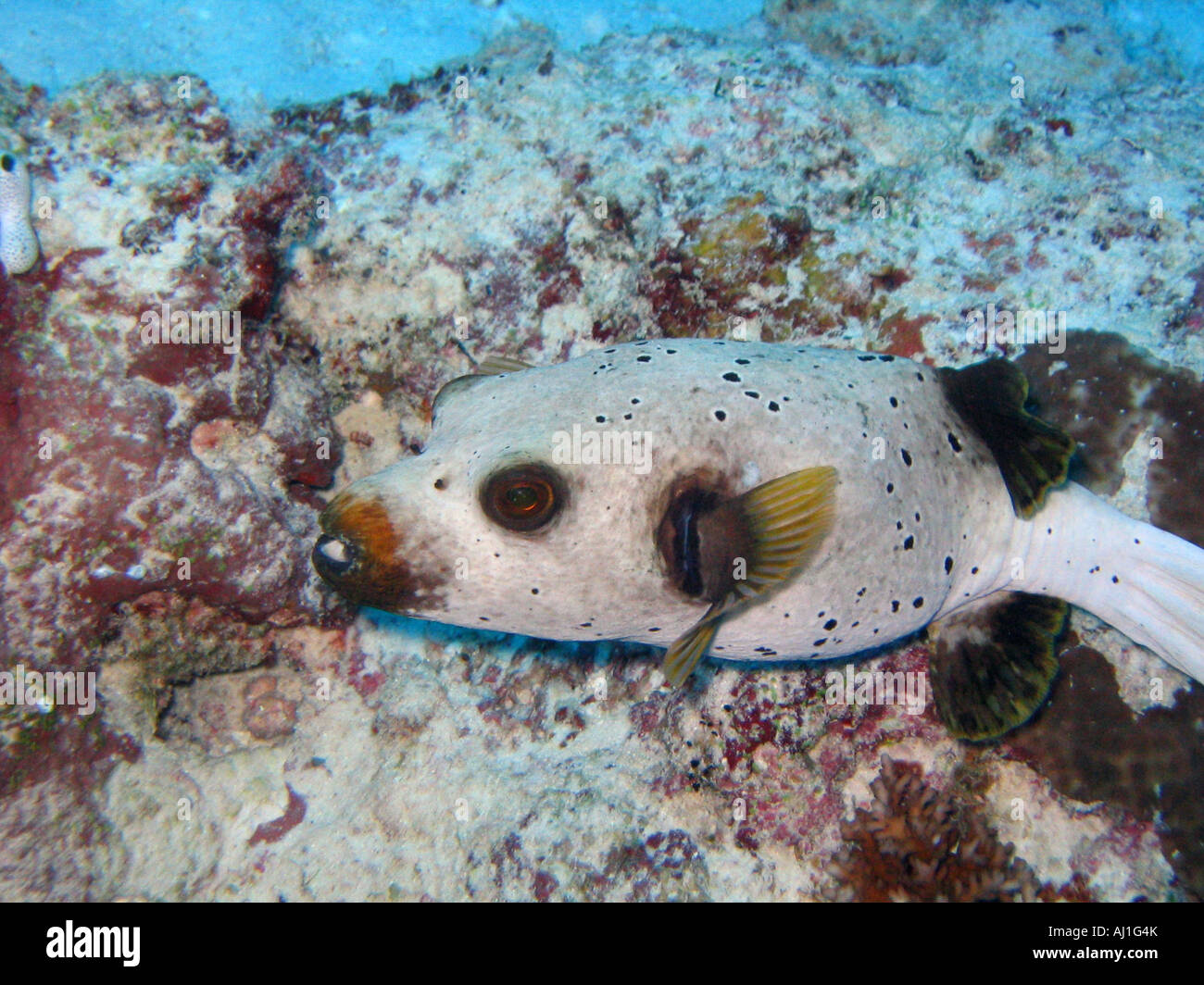 Male puffer fish hi-res stock photography and images - Alamy