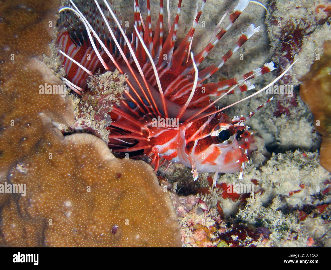 Lionfish north male atoll hi-res stock photography and images - Alamy
