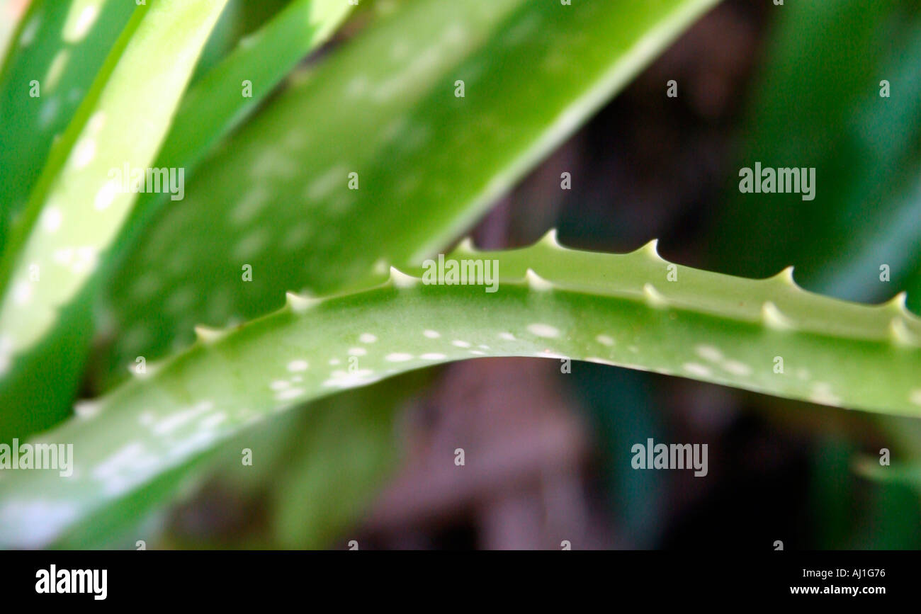 Plants Aloe Vera Stem Medical Use Stock Photo - Alamy