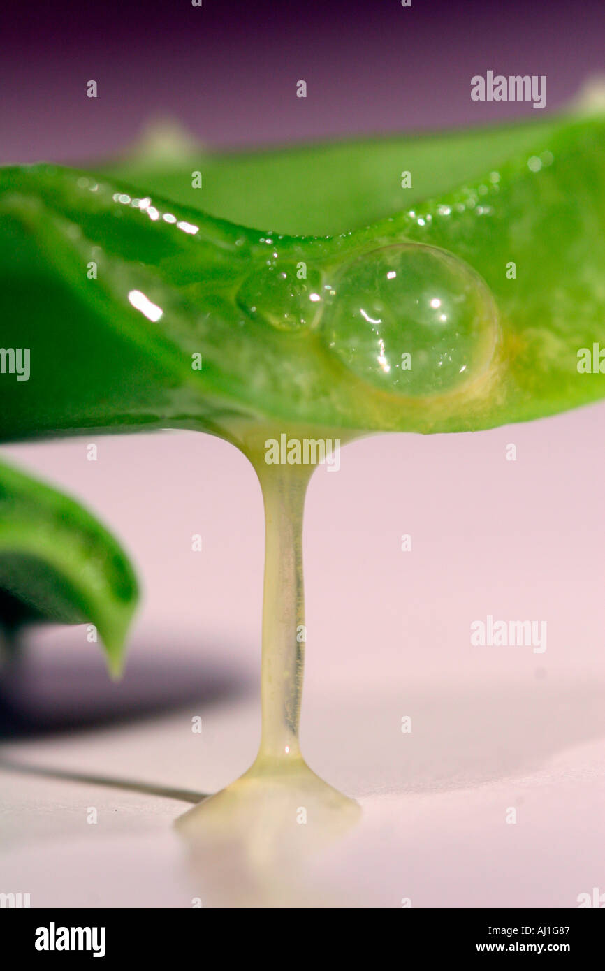 Aloe Vera Dripping Gel Stock Photo - Alamy