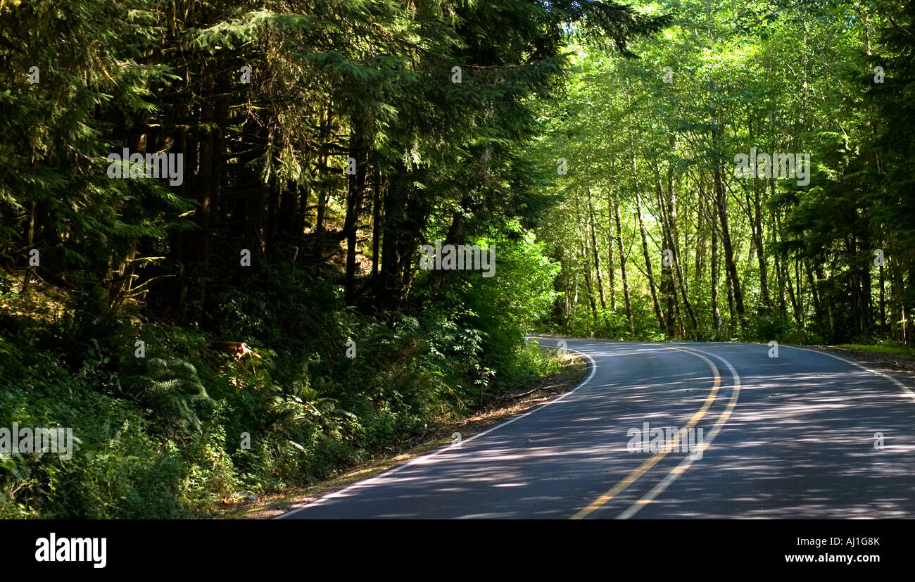 Looking down curved road in forest with sun and shade Stock Photo - Alamy