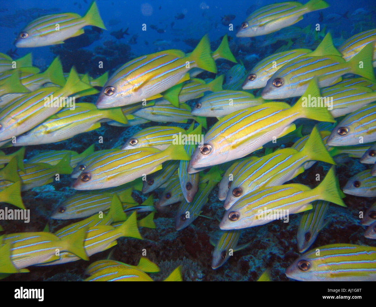 school of fish Stock Photo - Alamy