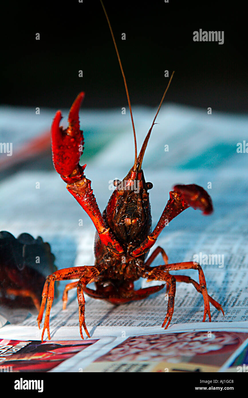 American Crawdad Crawfish Found in Fresh Water Boiled and Eaten Dinner ...