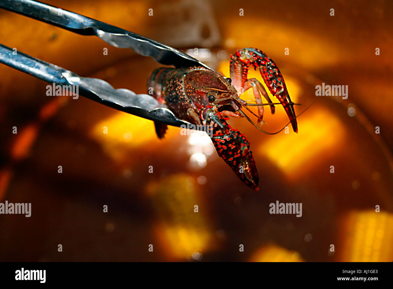 Crawfish Being Put Into Pot Held By Tongs Stock Photo - Alamy