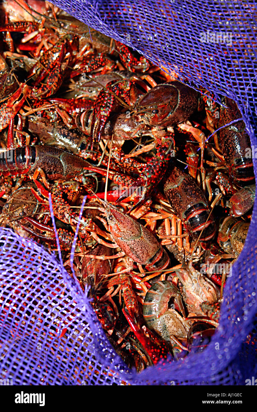 Open Bag of Crawfish Pre Cooked Stock Photo - Alamy