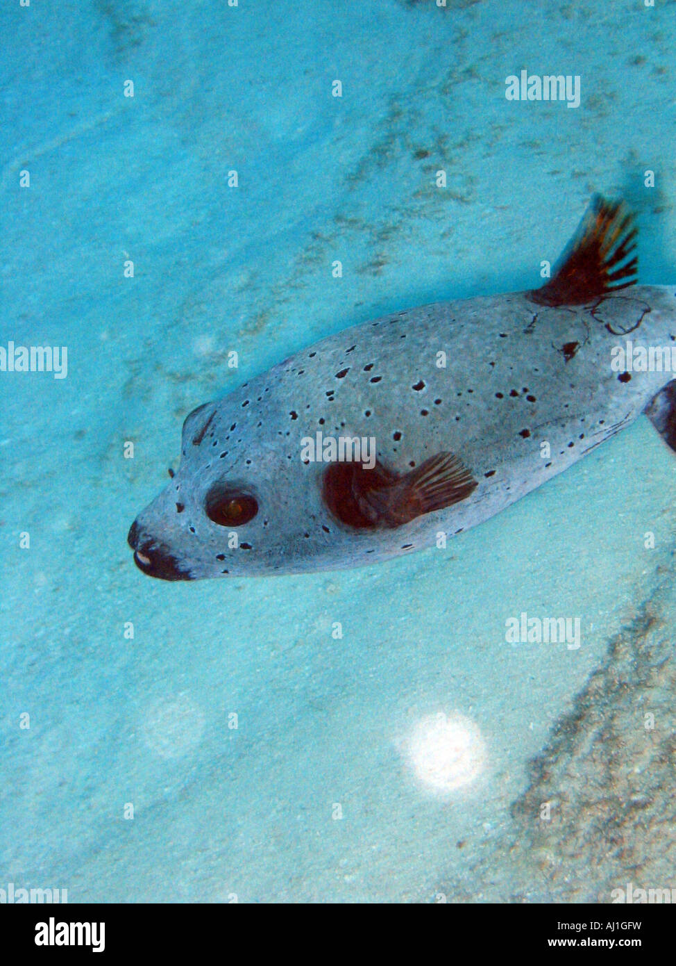 Male puffer fish hi-res stock photography and images - Alamy